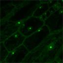Carnegie Cell Imaging